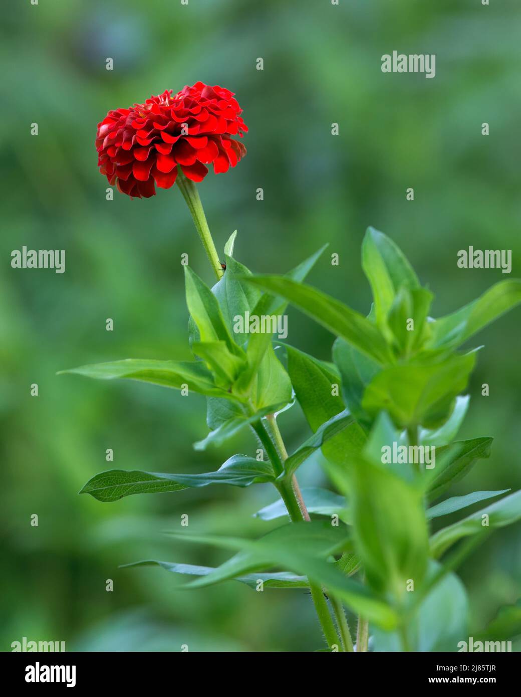 A red double bloom zinnia blossom Stock Photo - Alamy