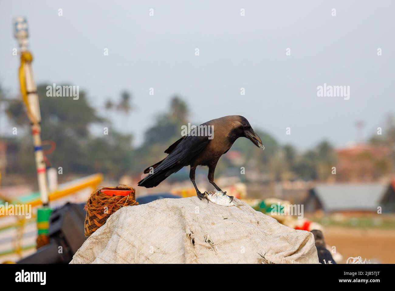 Indian crow eating a small fish,Tangassery, Thangassery, Kerala, India ...