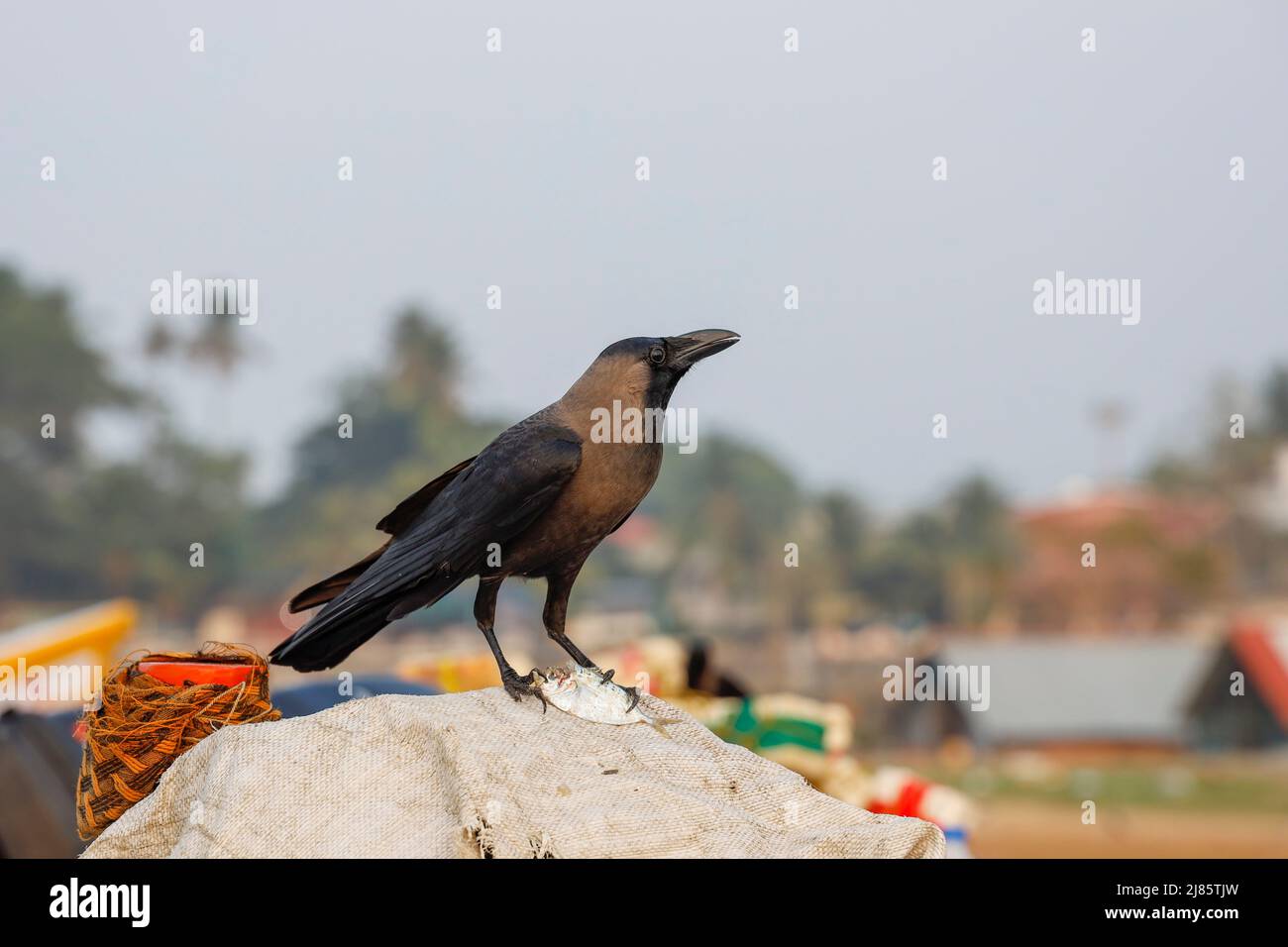 Indian crow eating a small fish,Tangassery, Thangassery, Kerala, India ...