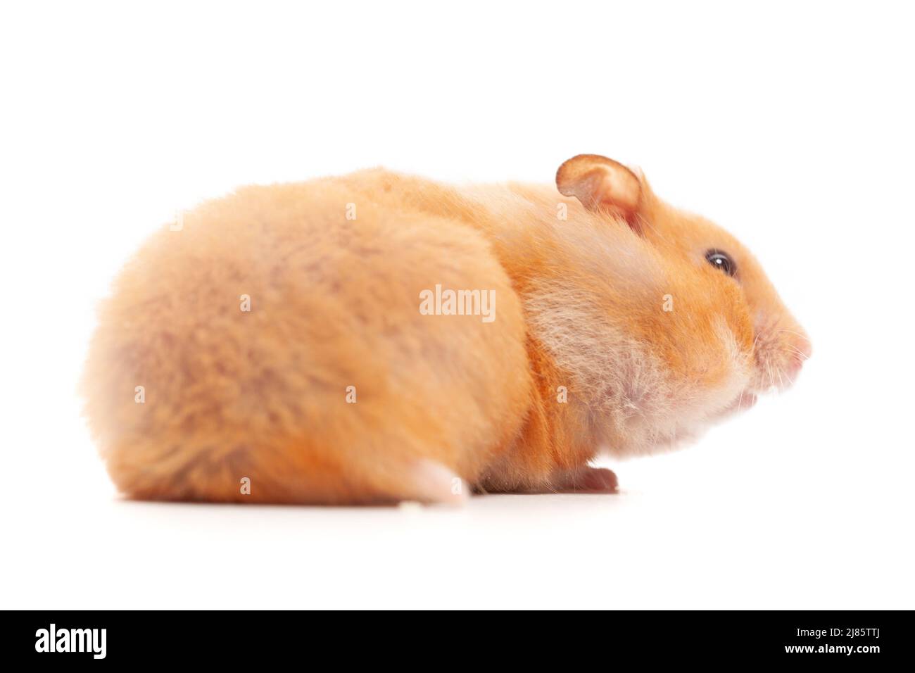 Hamster profile isolated on white background Stock Photo - Alamy