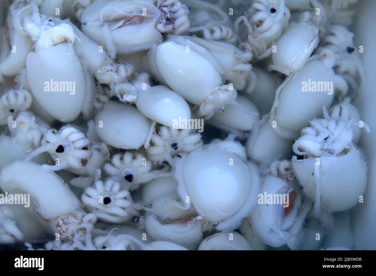 Dead cuttlefish hi-res stock photography and images - Alamy