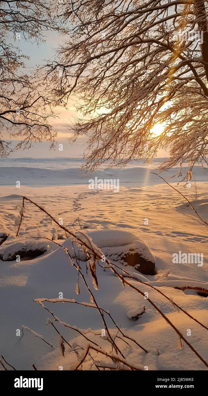 Beautiful winter landscape with field of white snow and tree branches in hoarfrost at sunset ...