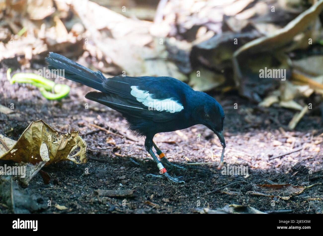 A Seychelles Magpie-Robin, Cousin Island, Seychelles, Indian Ocean ...
