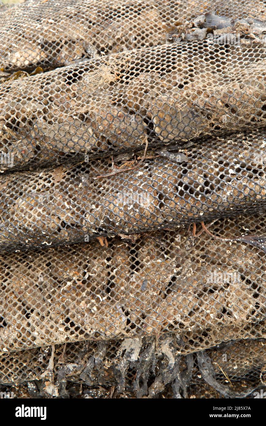Pacific oysters in mesh bags ready for transportation, Kyle of Tongue ...