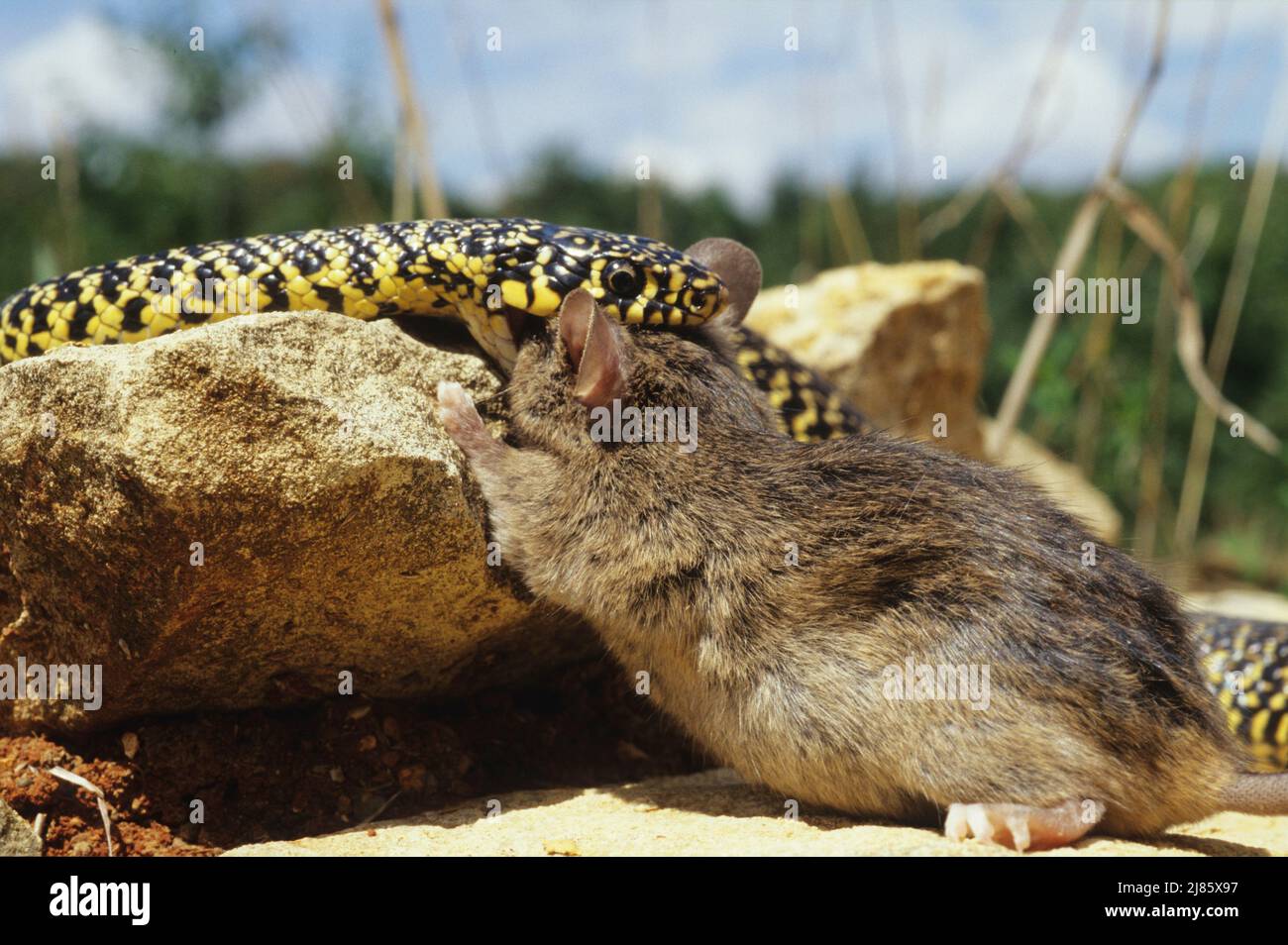 Western whipsnake eating a a rodent Stock Photo - Alamy