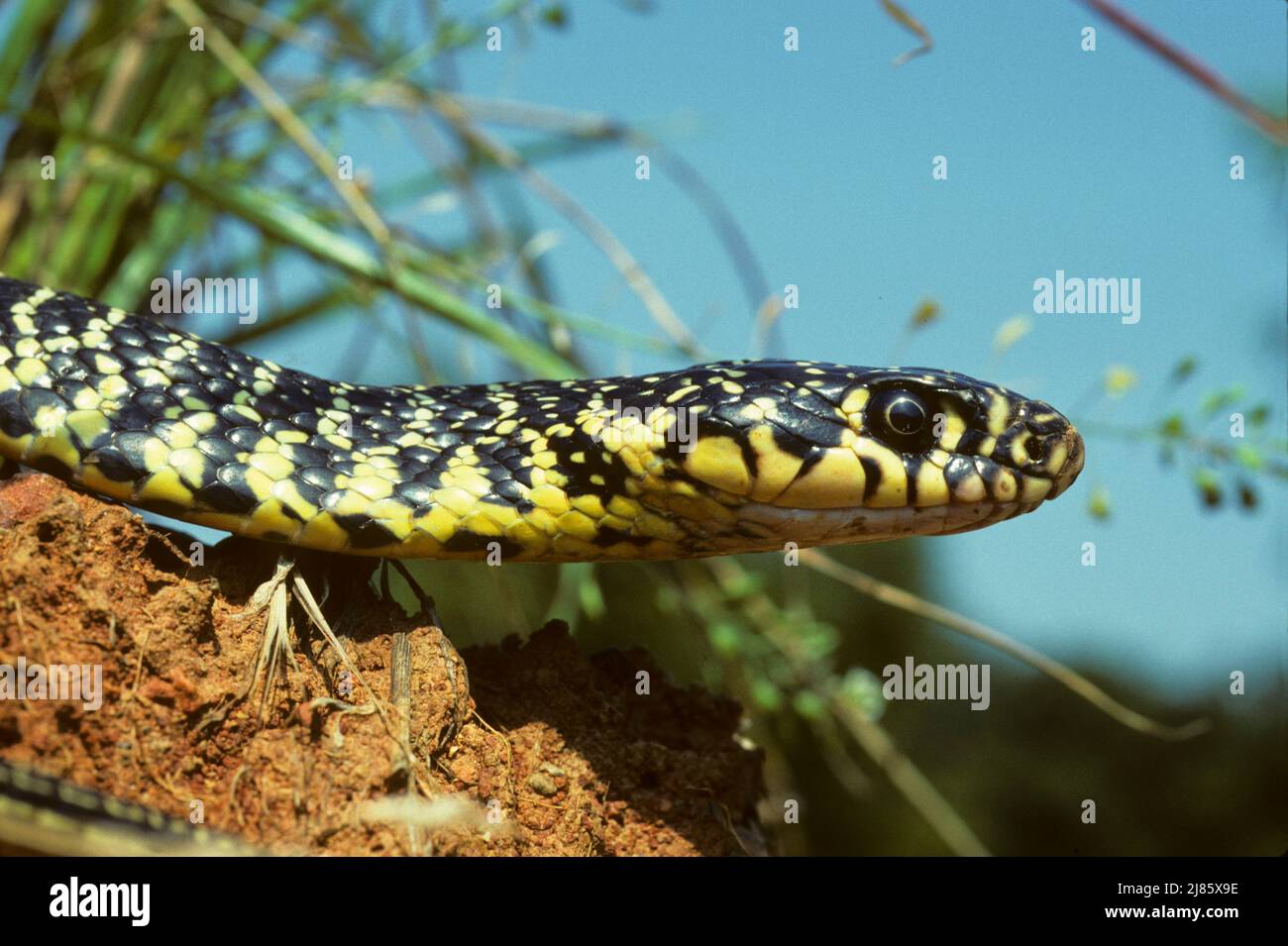 Western Whip Snakes High Resolution Stock Photography and Images - Alamy