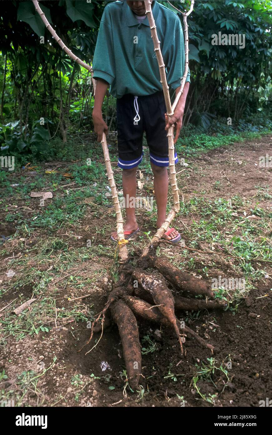 Harvesting cassava tubers, Sumatra Stock Photo - Alamy