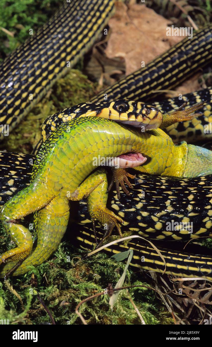 Western whipsnake eating a green lizard Stock Photo - Alamy