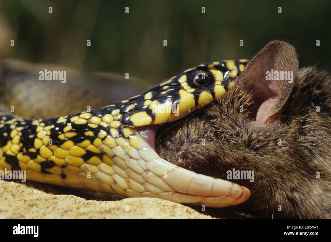 Western whipsnake eating a a rodent Stock Photo - Alamy