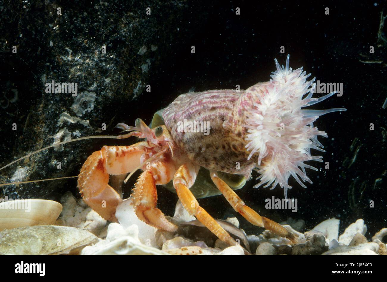 Pagurus sp hi-res stock photography and images - Alamy