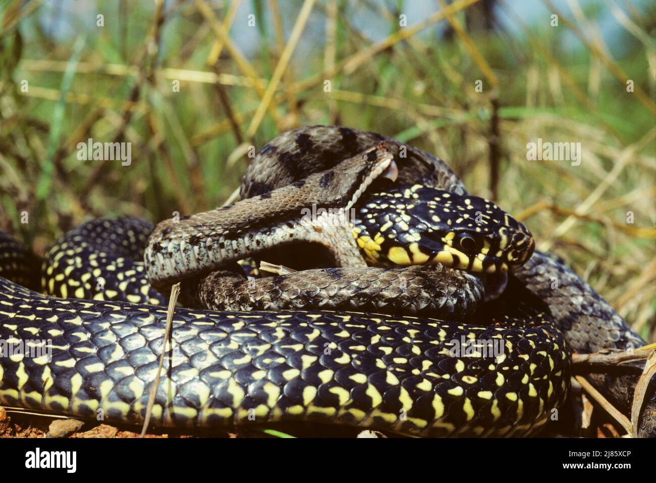 Western whipsnake eating a asp viper Stock Photo - Alamy
