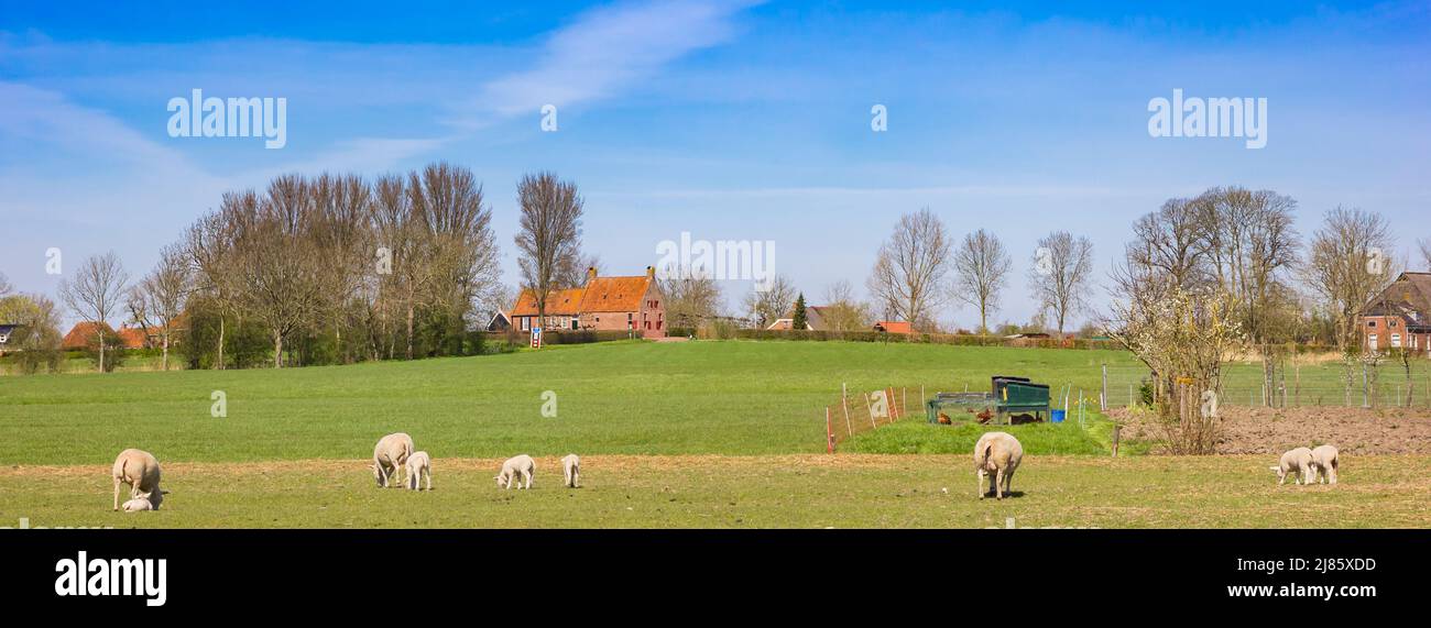 Panorama of sheep in the landscape near Groot Wetsinge, Netherlands ...