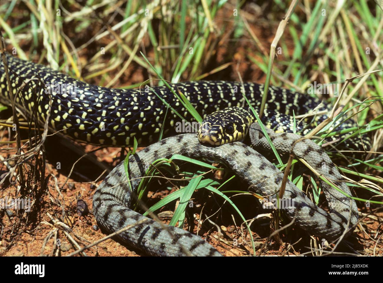 Western whipsnake eating a asp viper Stock Photo - Alamy