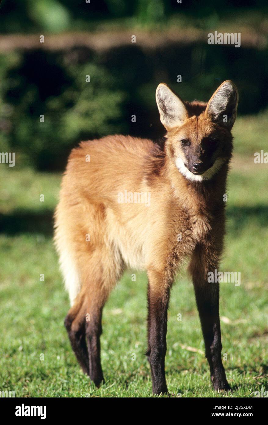 Maned Wolf (Chrysocyon brachyurus Stock Photo - Alamy