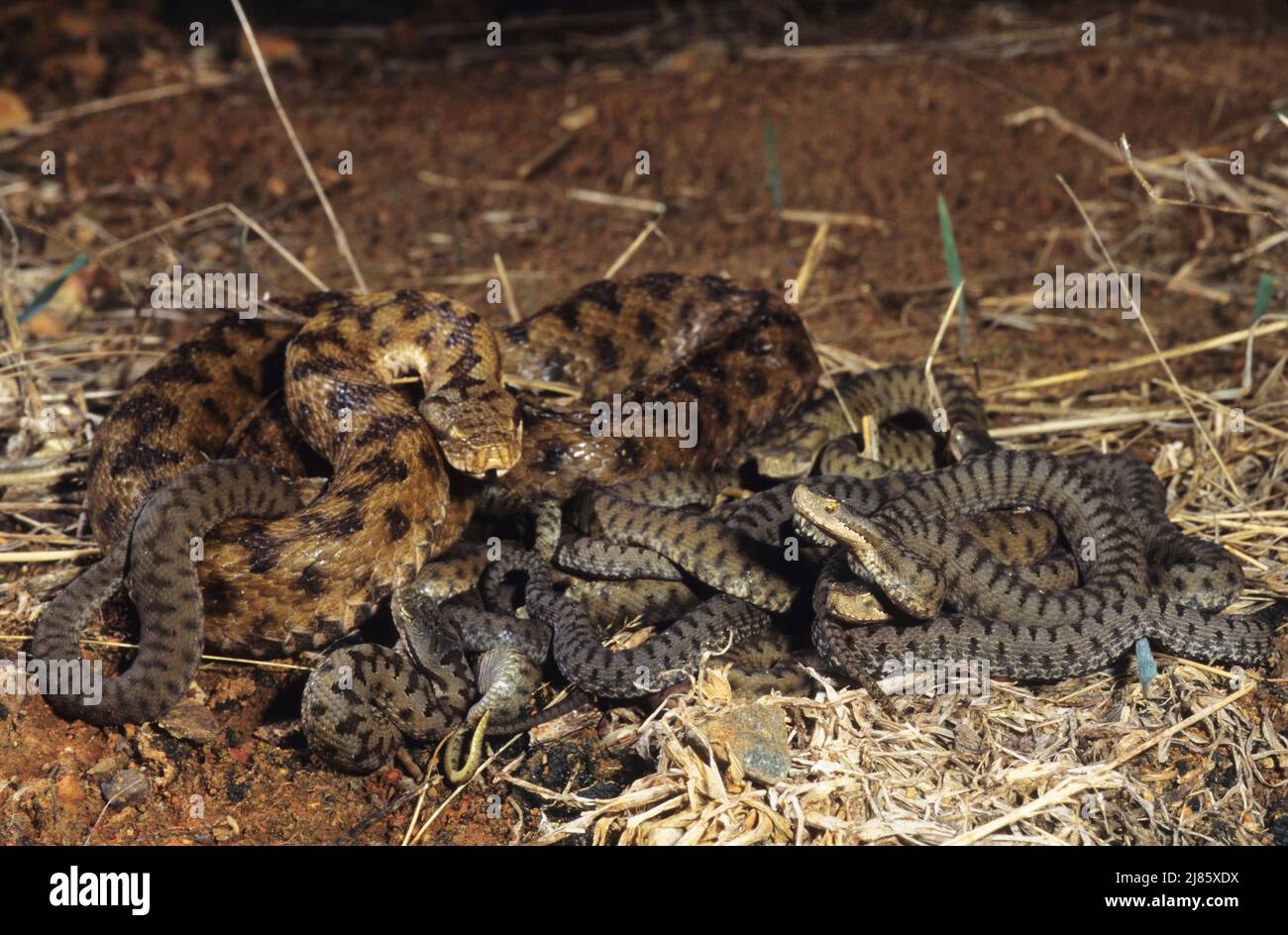 Asp Viper female and new-born Stock Photo - Alamy