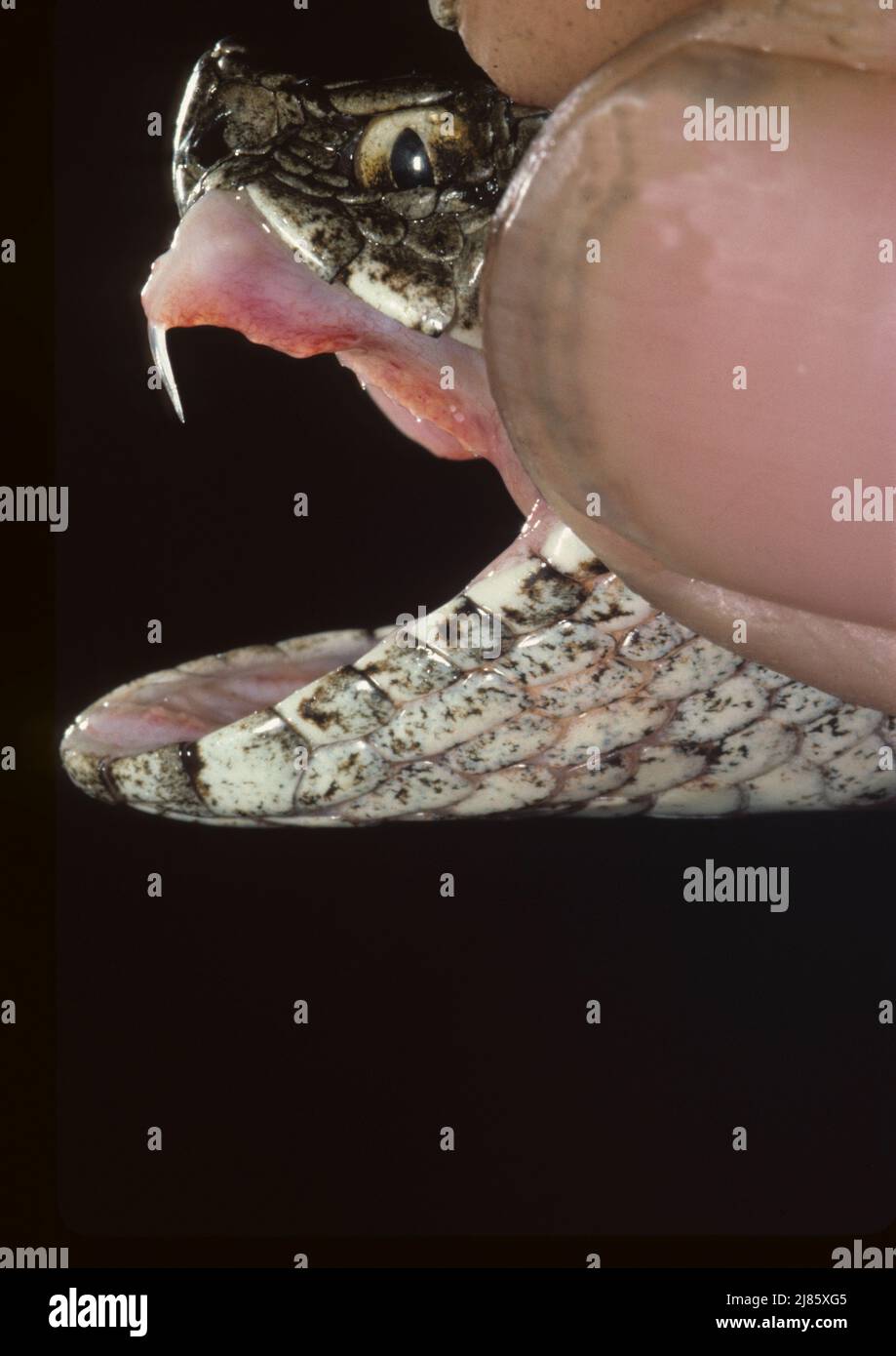 Venomous fangs of an Asp viper top shot ; Presence in France ...