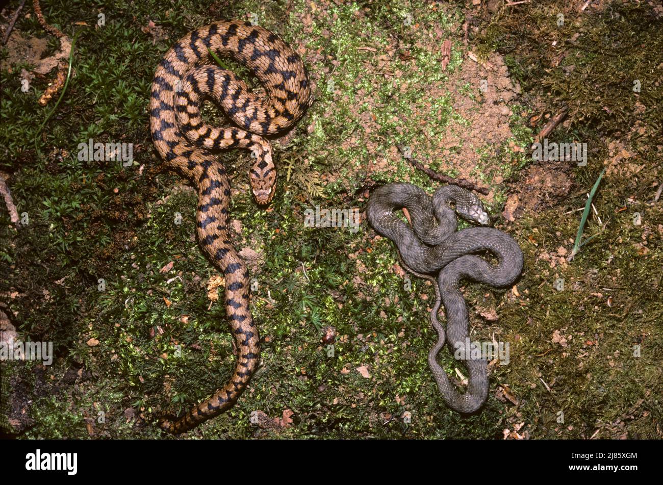 Asp viper and Viperine snake South West France Stock Photo - Alamy