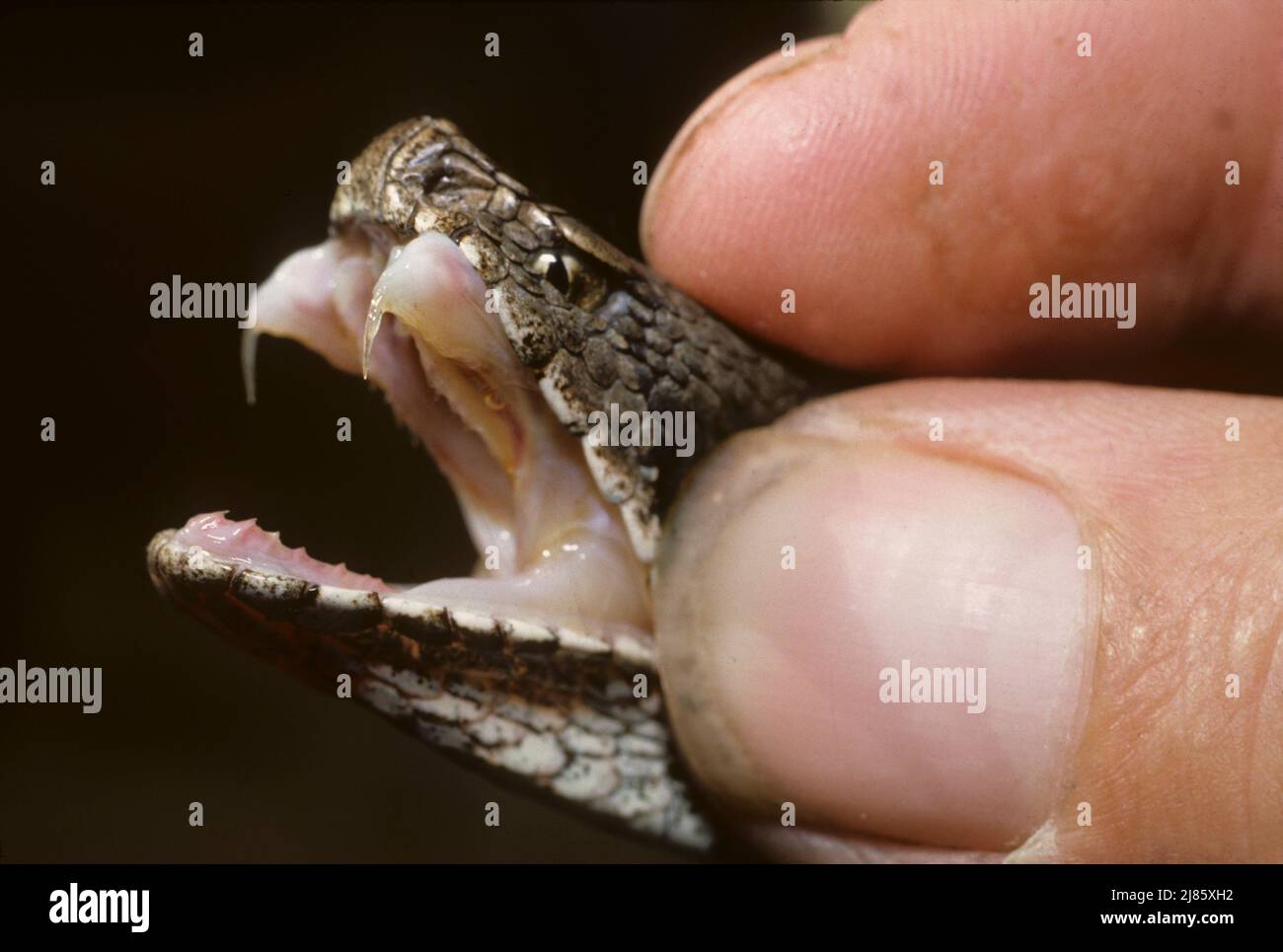 Venomous fangs of an Asp viper top shot ; Presence in France ...