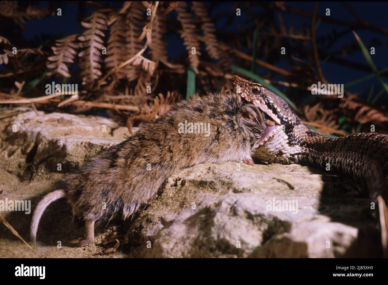 Asp viper eating rodent ; Presence in France, Switzerland, Italy Stock ...