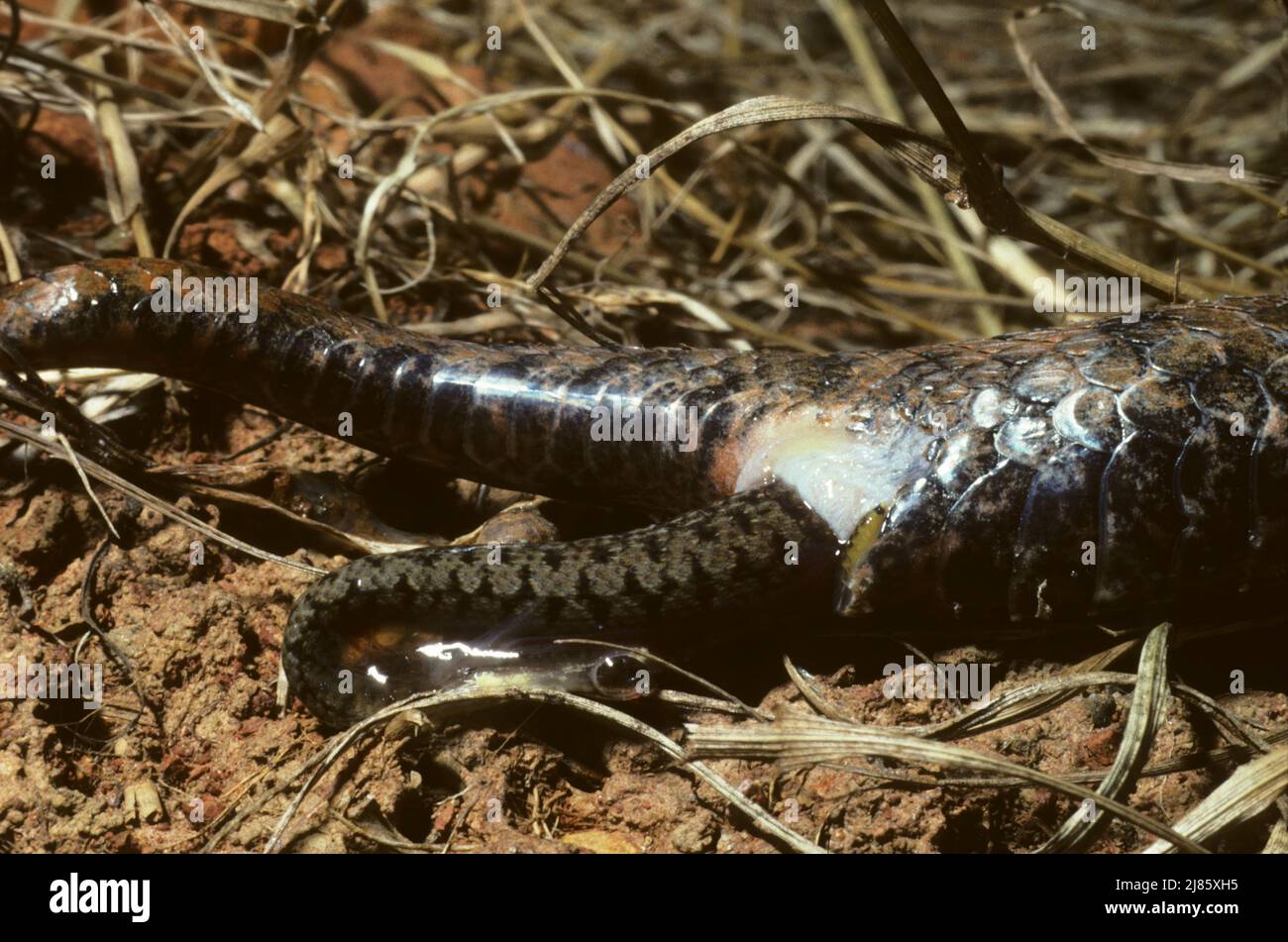 Asp viper giving birth Stock Photo - Alamy