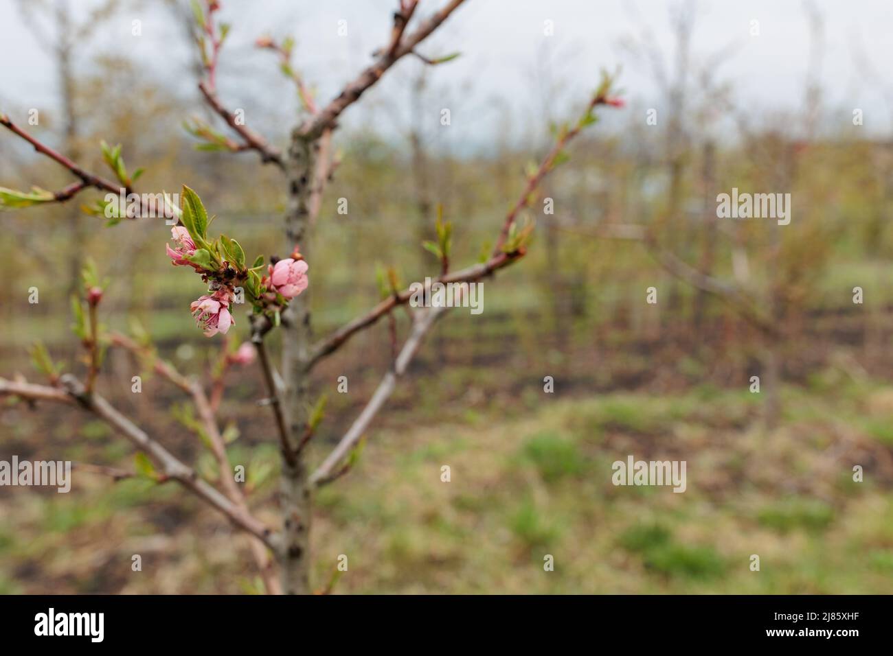 Flowering pink peach in the garden. Beginning of flowering Stock Photo ...