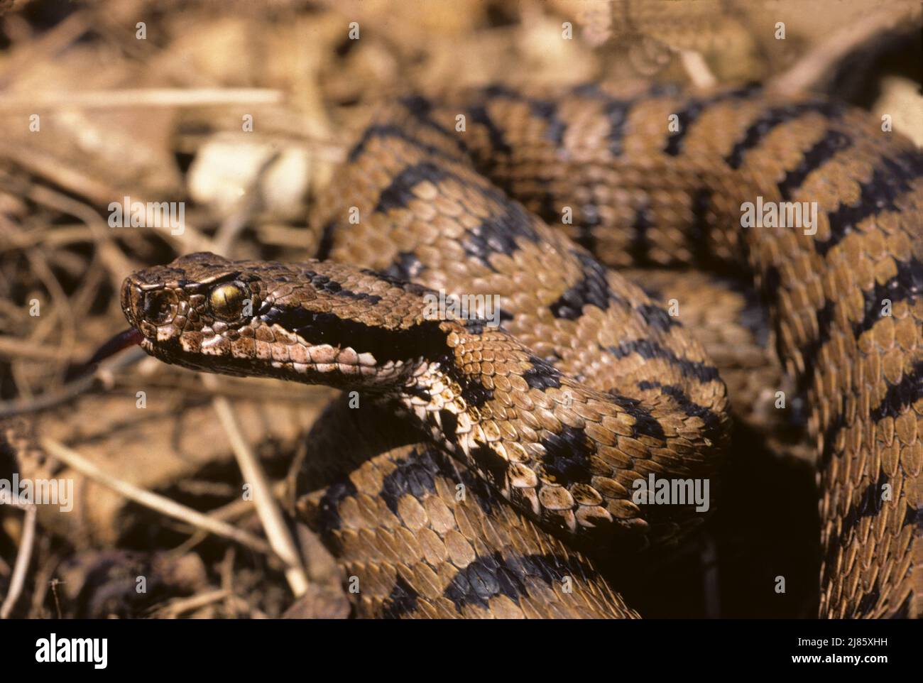 Italy vipera aspis hi-res stock photography and images - Alamy