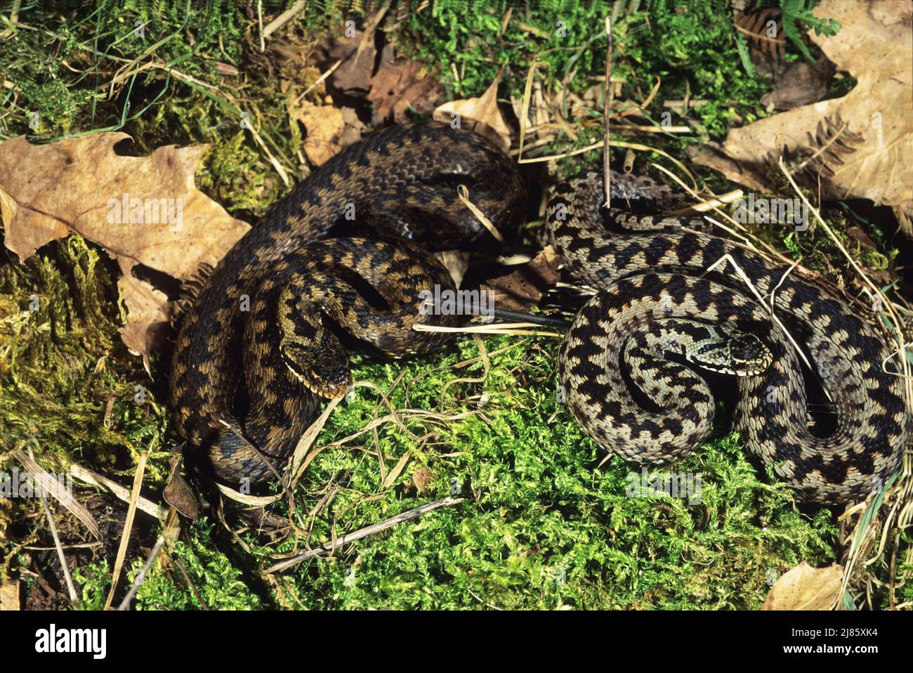 Common adders male and female ; From N. France and Great Britain to N ...
