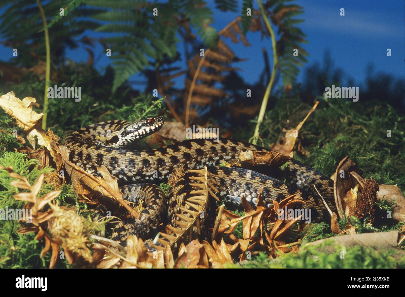 Common adder male ; From N. France and Great Britain to N. Korea and ...