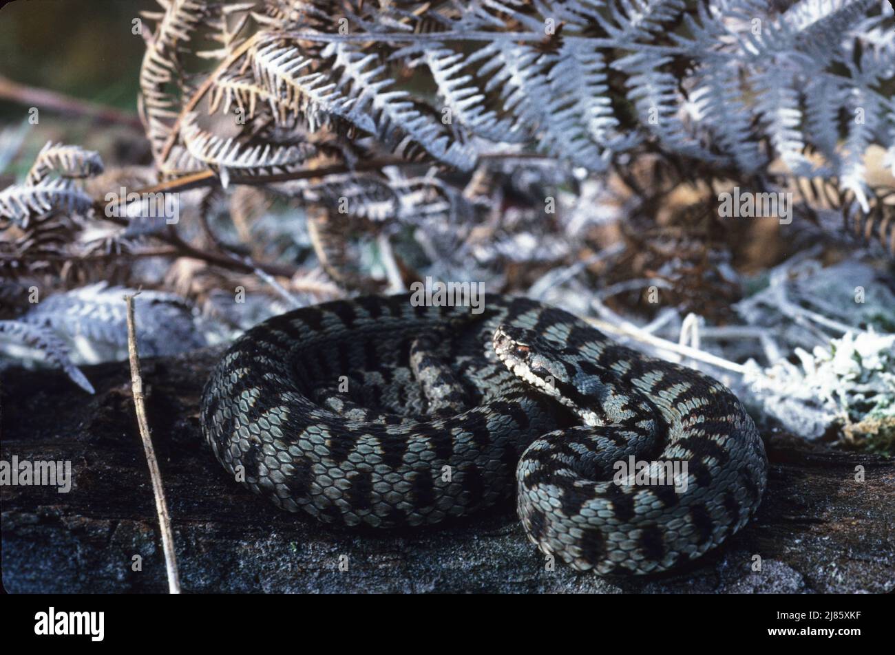 Common adder basking between patches of hoarfrost ; From N. France and ...