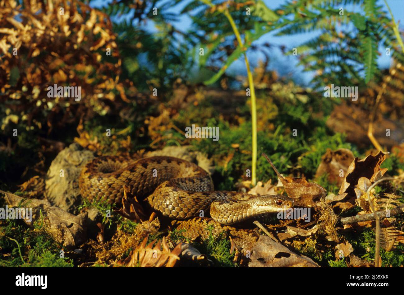 Common adder female ; From N. France and Great Britain to N. Korea and ...