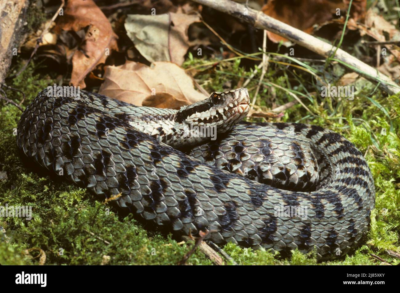 Common adder male Stock Photo - Alamy