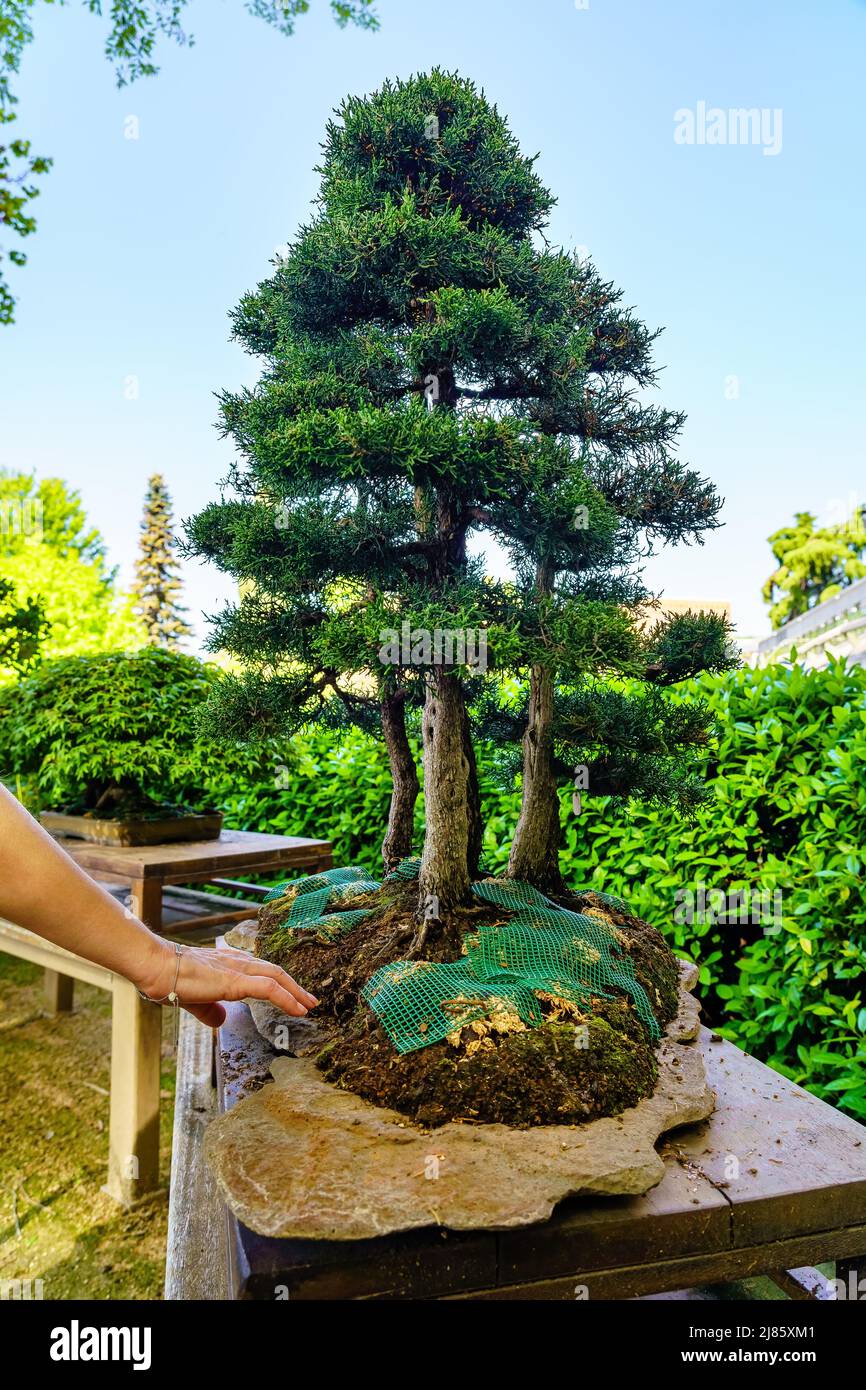 Small bonsai tree grown outdoors in lush oriental garden Stock Photo ...