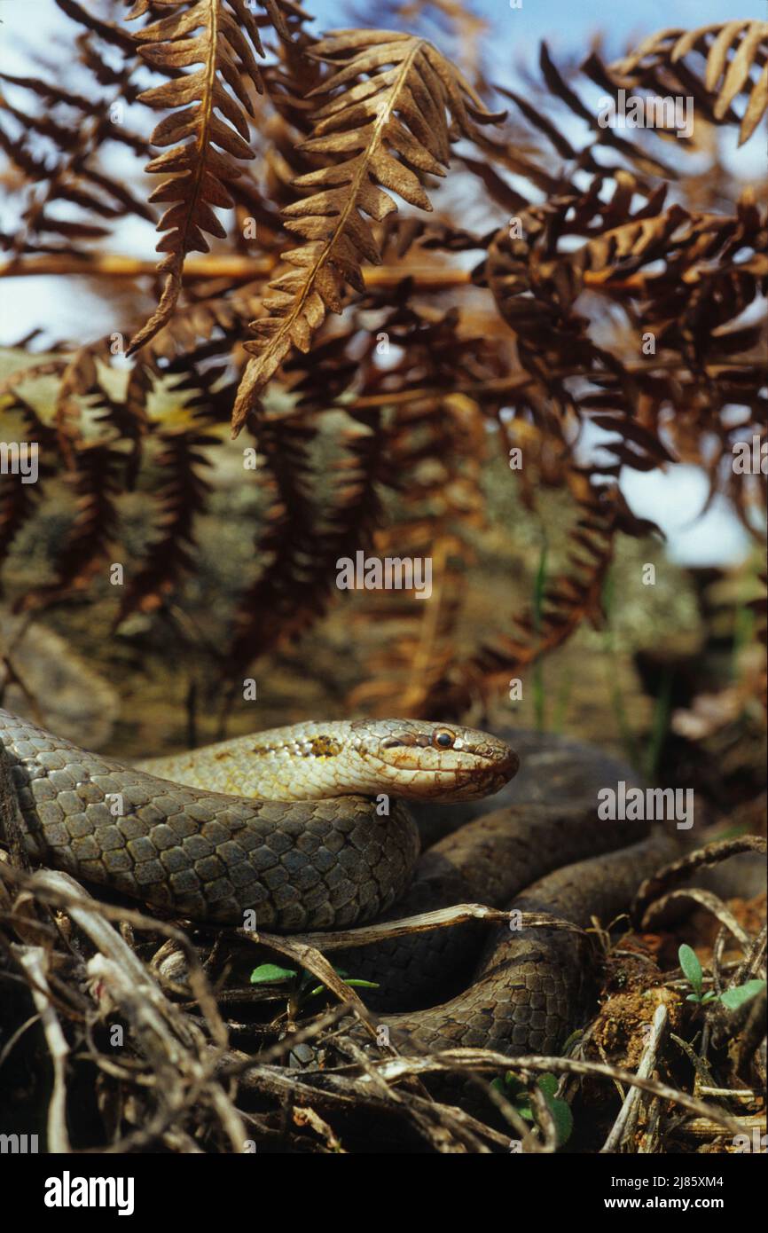 Smooth snake on the ground ; From N. Portugal to N. Iran, from Sicilia ...