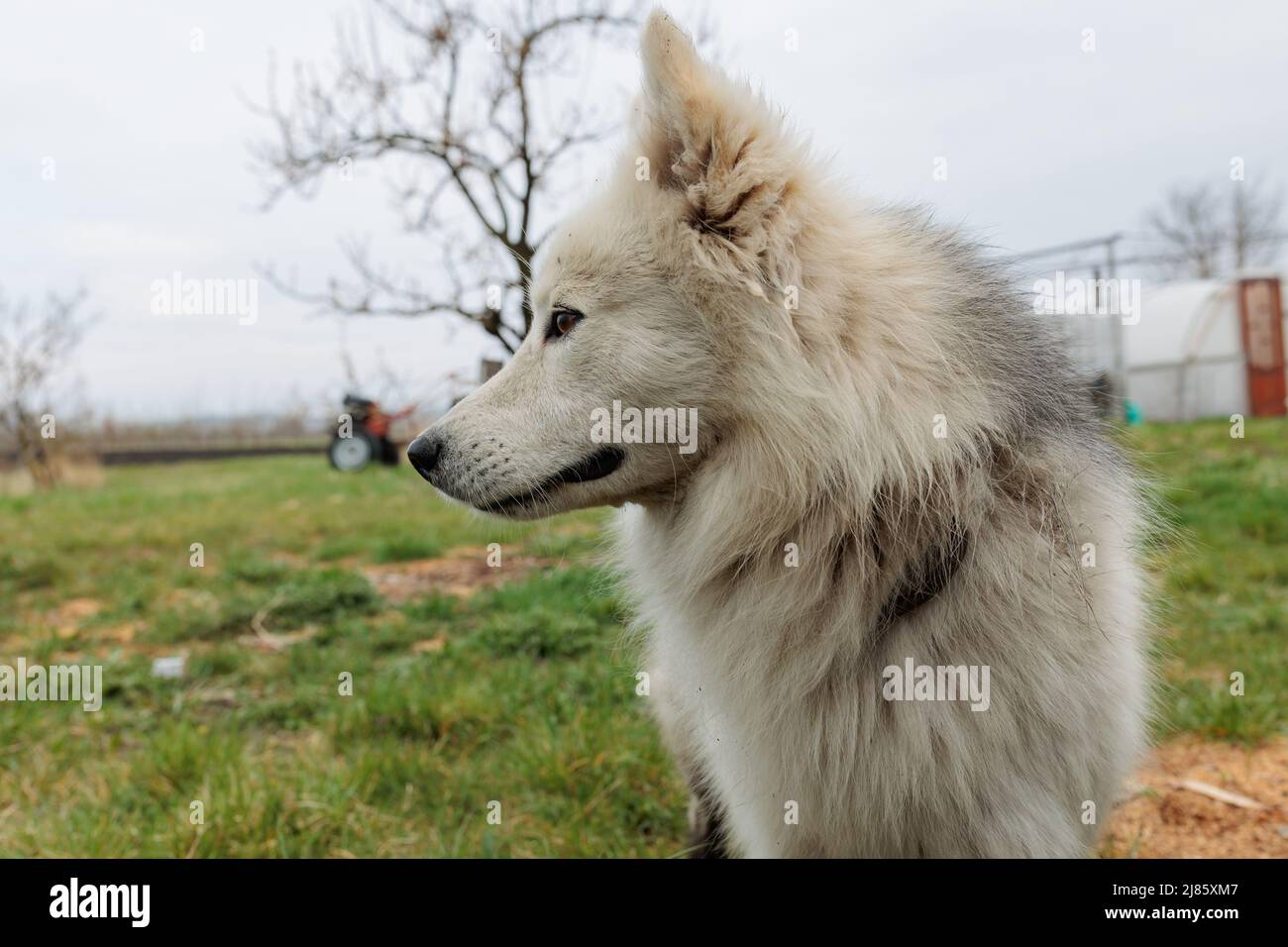 Mestizo Husky