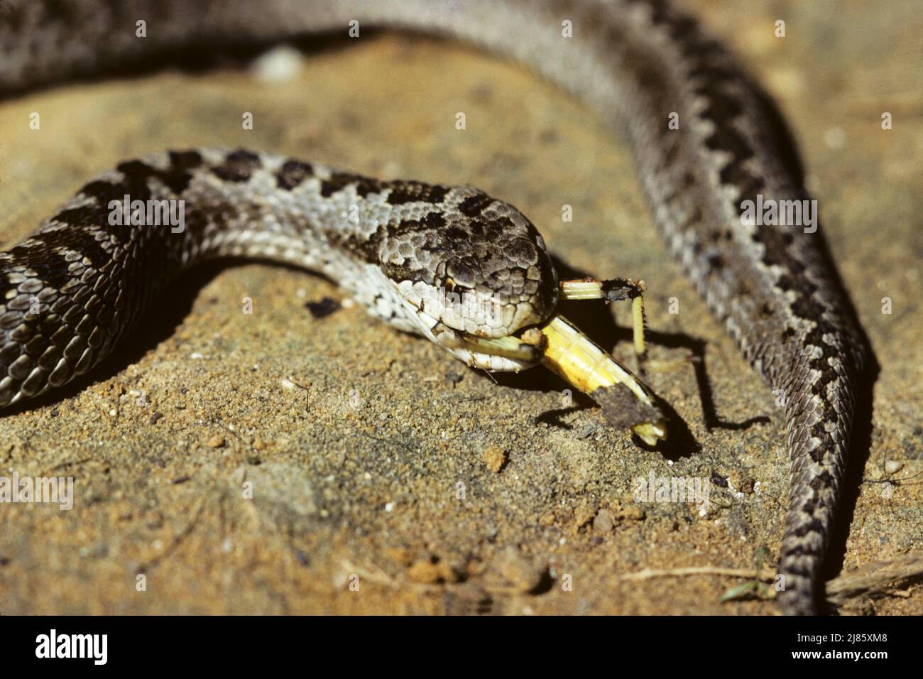 French meadow viper aating a locust South East France Stock Photo - Alamy