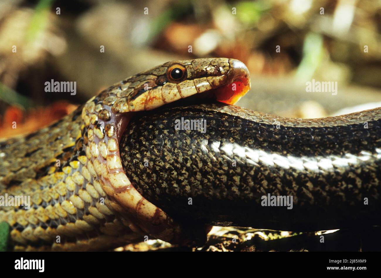 Portrait of a Smooth snake eating a slow-worm ; From N. Portugal to N ...