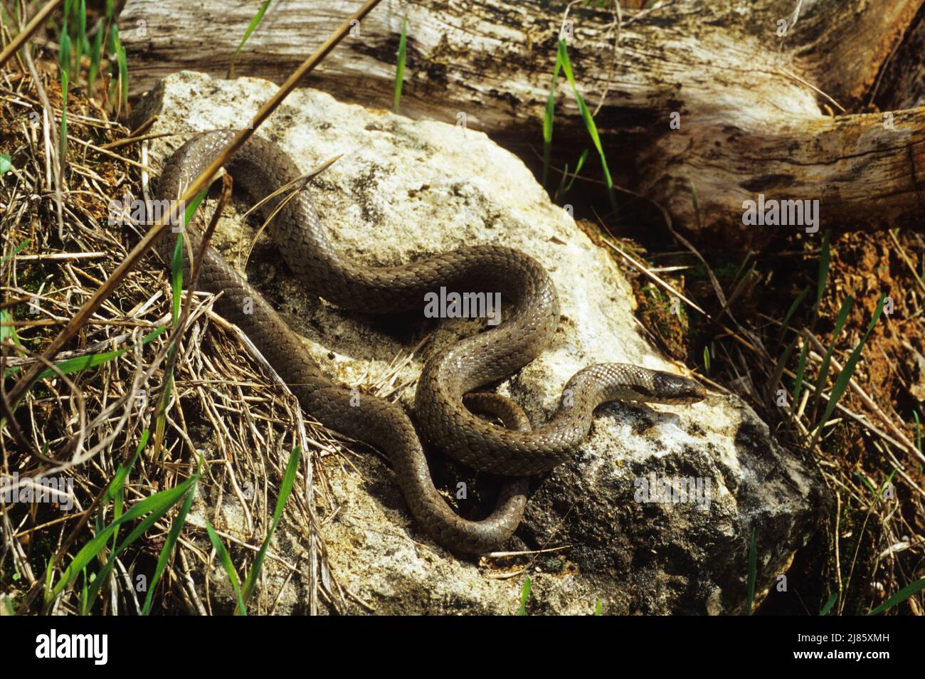 Smooth snake basking on a tree swamp ; From N. Portugal to N. Iran ...