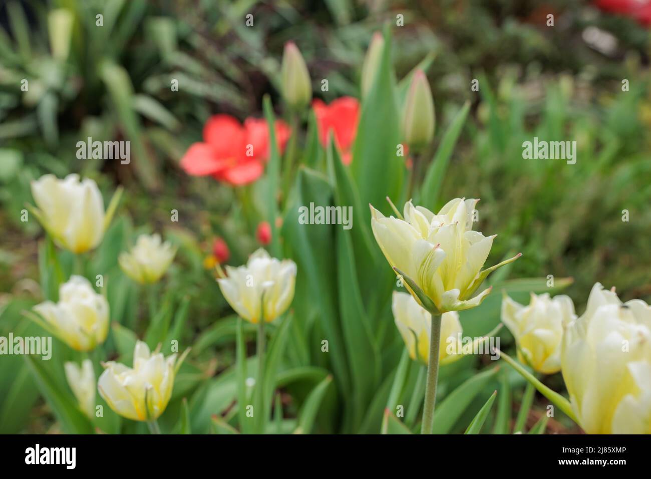 Plan small formal garden hi-res stock photography and images - Alamy