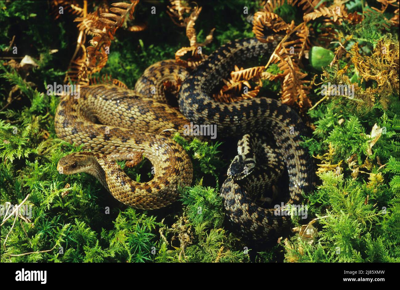Common adders female and male ; From N. France and Great Britain to N ...