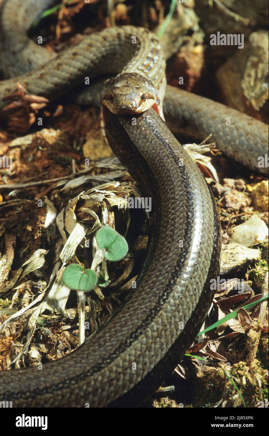 Smooth snake eating a slow-worm ; From N. Portugal to N. Iran, from ...