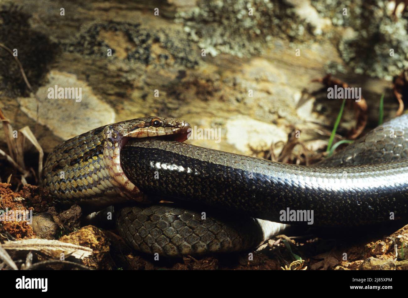 Smooth snake eating a slow-worm ; From N. Portugal to N. Iran, from ...