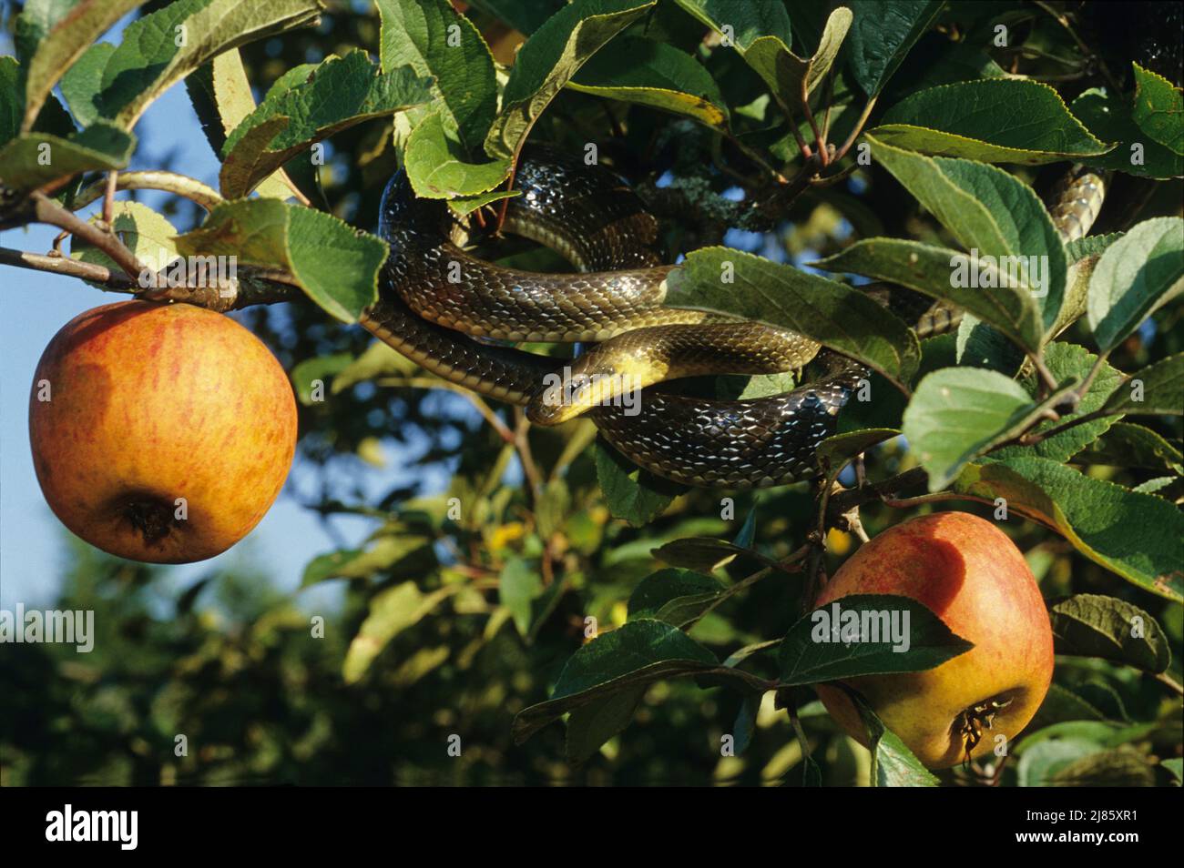 Aesculapian Ratsnake on apple-tree ; South west Europa Stock Photo - Alamy