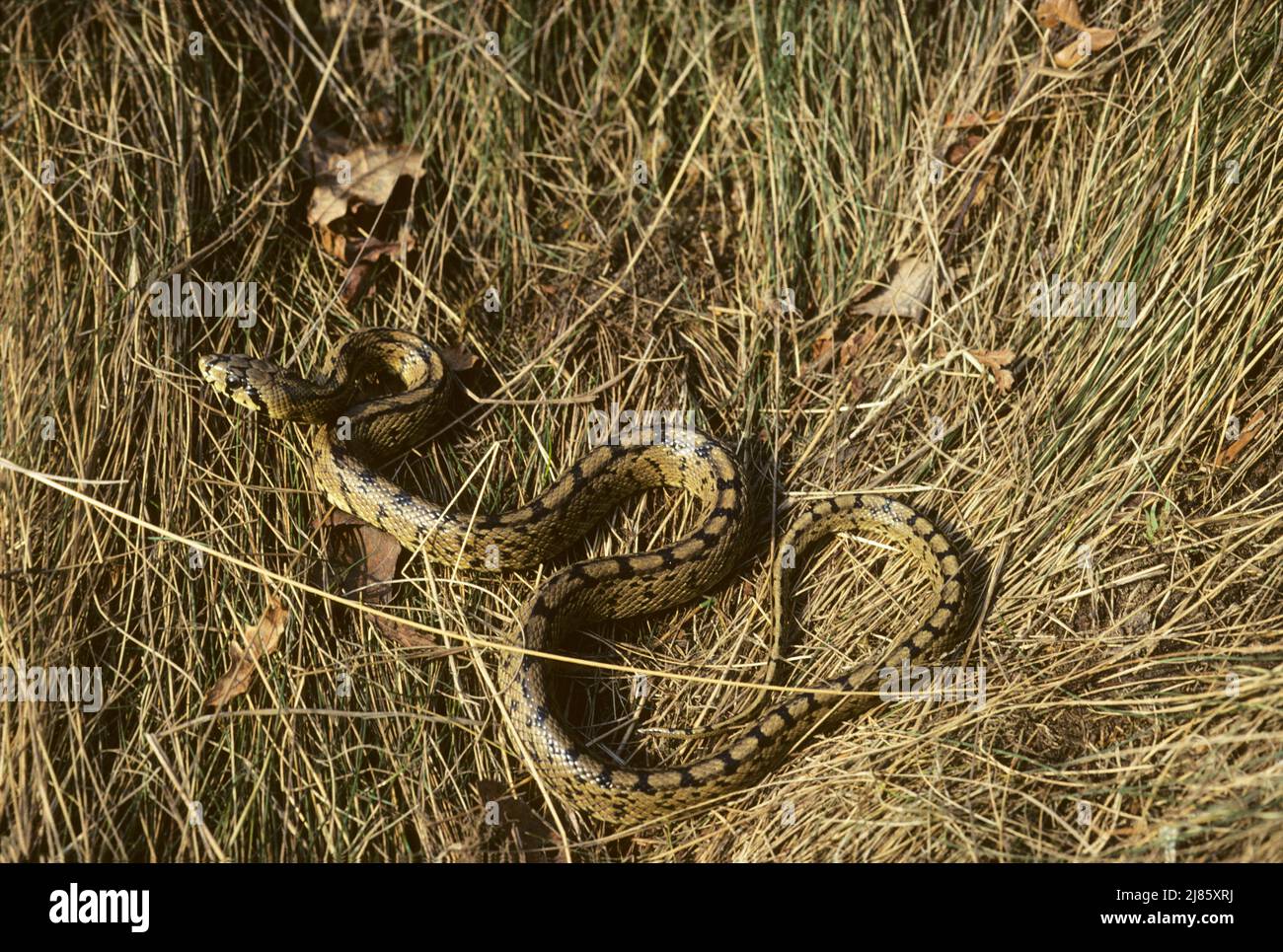 Ladder Snake on the ground ; Spain, Portugal, Minorca, South France ...