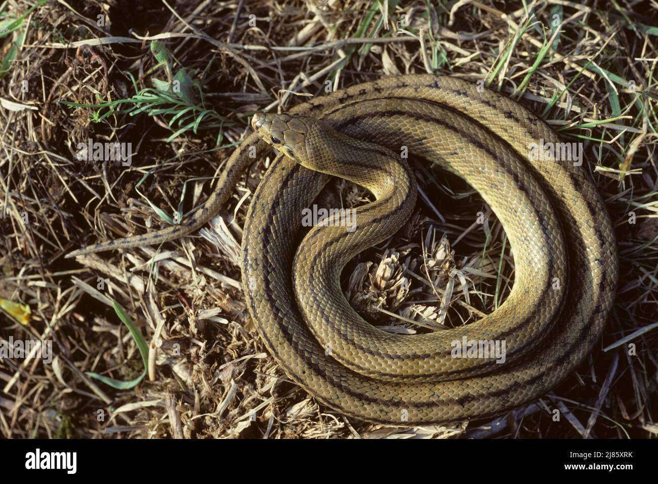 Ladder Snake on the ground ; Spain, Portugal, Minorca, South France ...