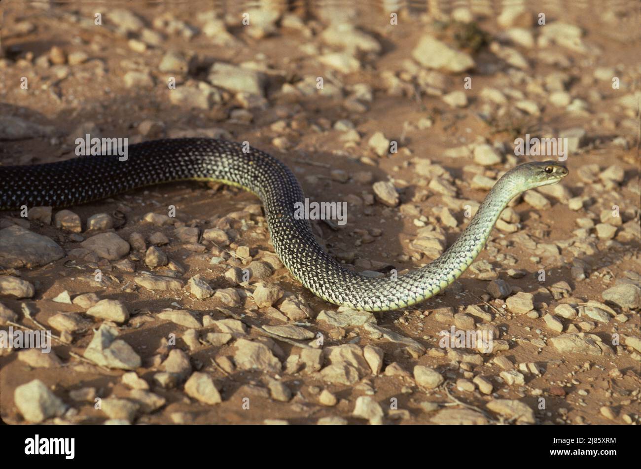 Br western hi-res stock photography and images - Alamy