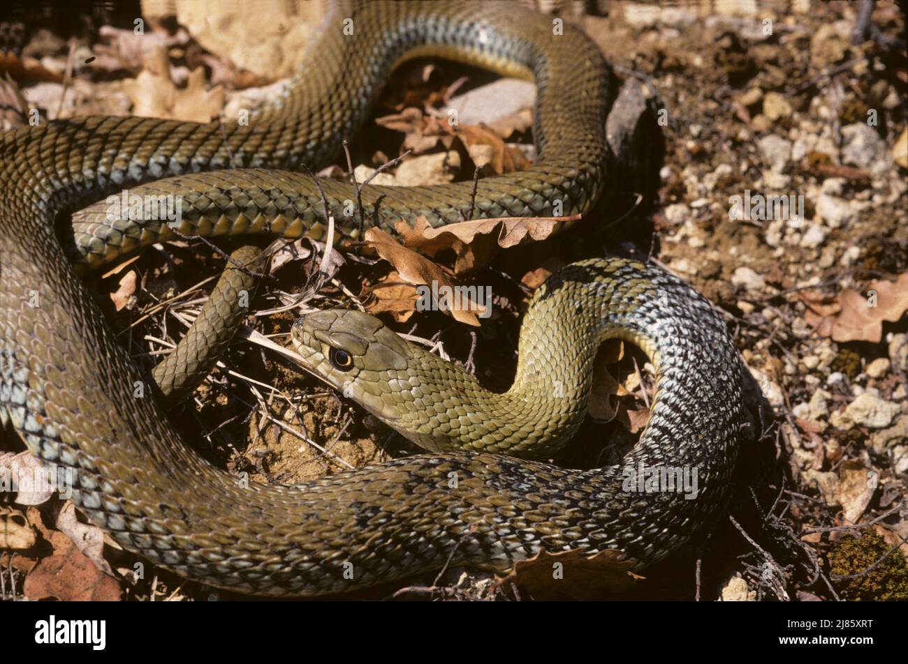 Br western hi-res stock photography and images - Alamy