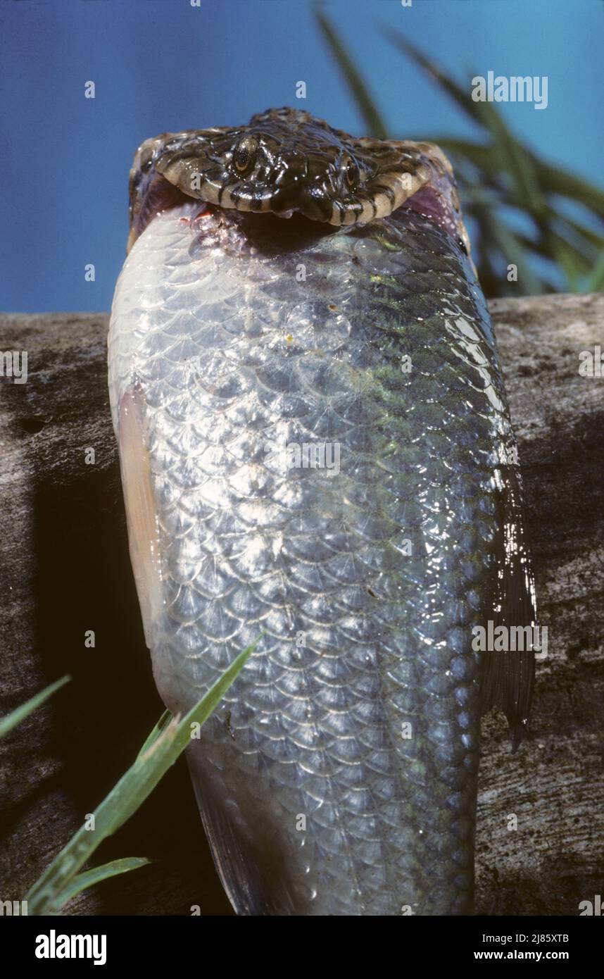Portrait of a Viperine snake eating fish ; Portugal, Spain, France ...