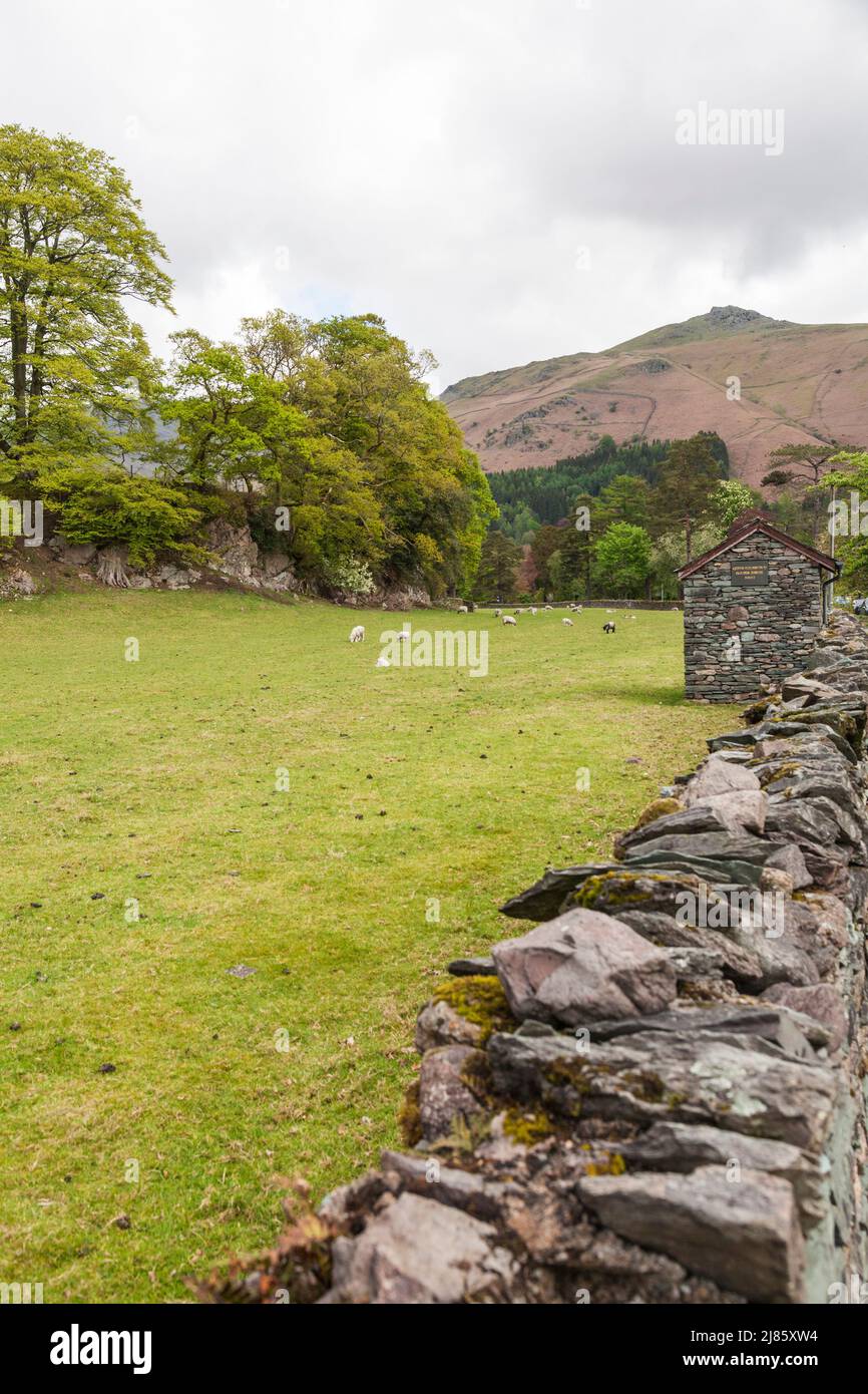 Sheep grazing in the fields at Grasmere in the Lake District,England,UK ...