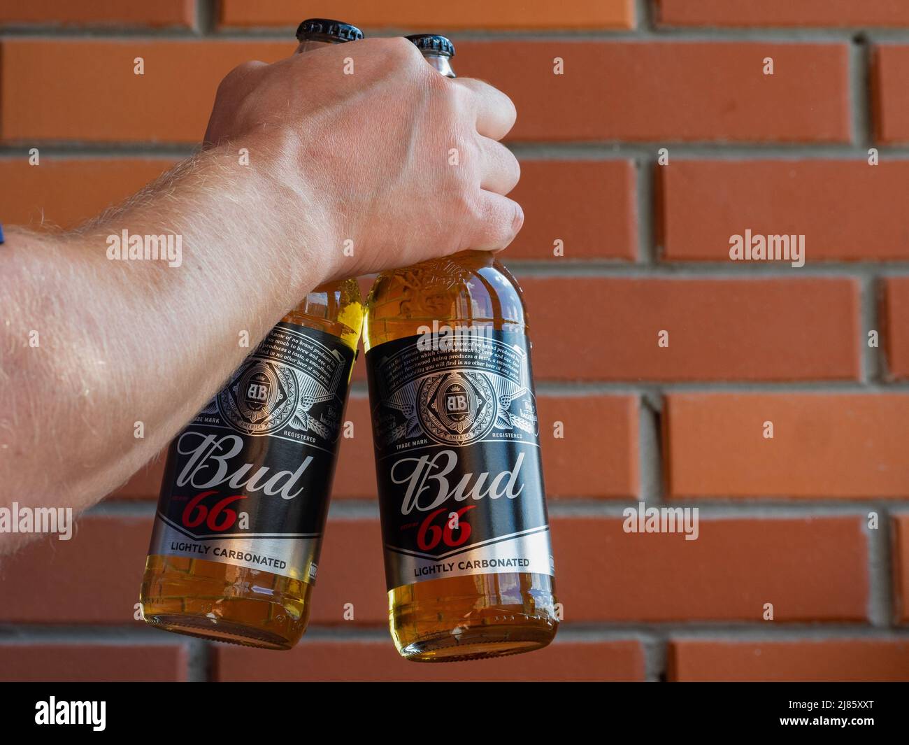 In this photo illustration, a man holds Bud 66 beer bottles Stock Photo ...