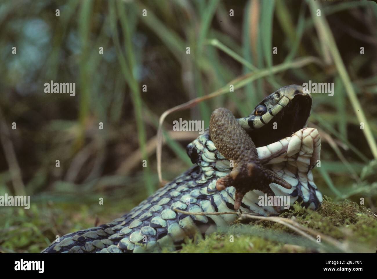 European grass snake eating a European toad ; From Maghreb and iberic ...